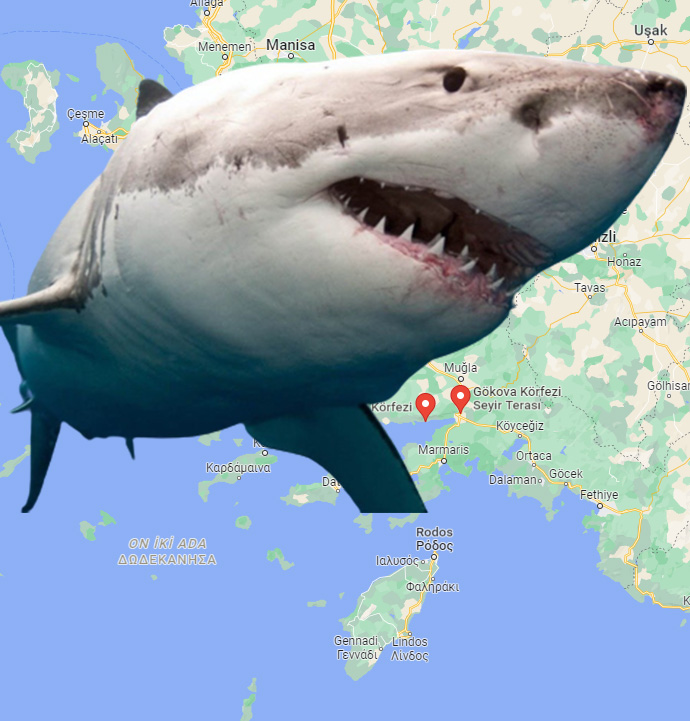 Ege’ye tatile gidecekler dikkat: O bölgeler Köpek Balığı alanı ilan edildi