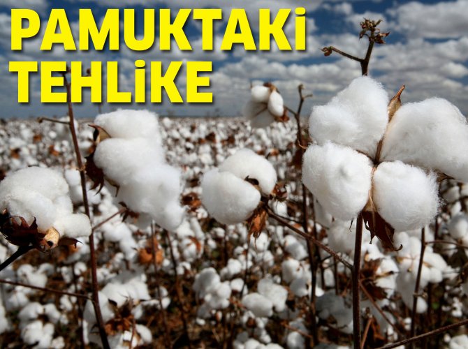 Kütlü pamuk alım fiyatı ne kadar?