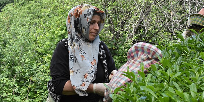 Çay hasadı Ordu’da başladı